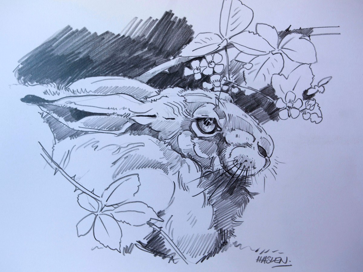 Hare Study | Andrew Haslen